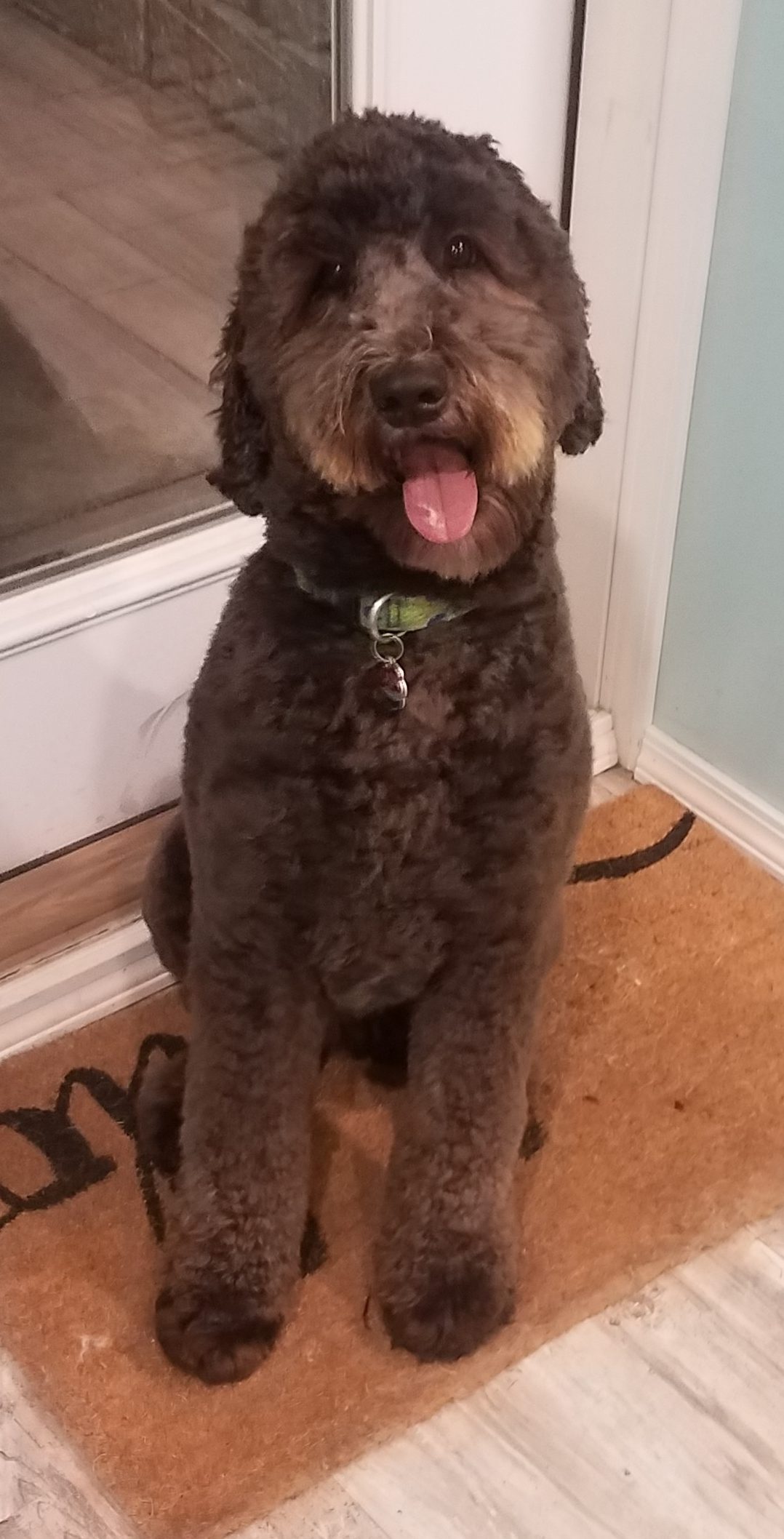 About Us – Shampooch