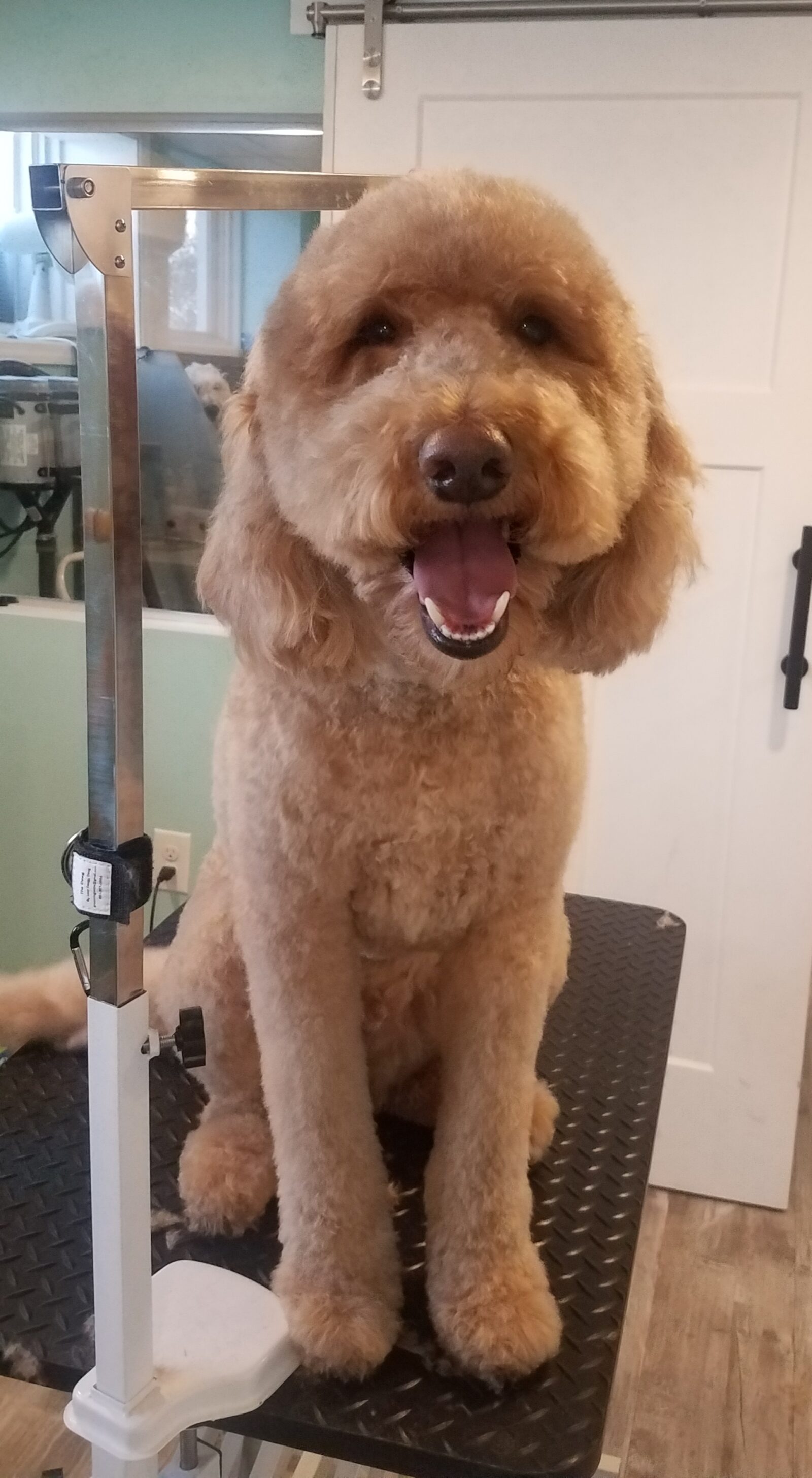 Services – Shampooch